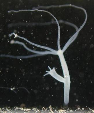 science form 1: cell theory