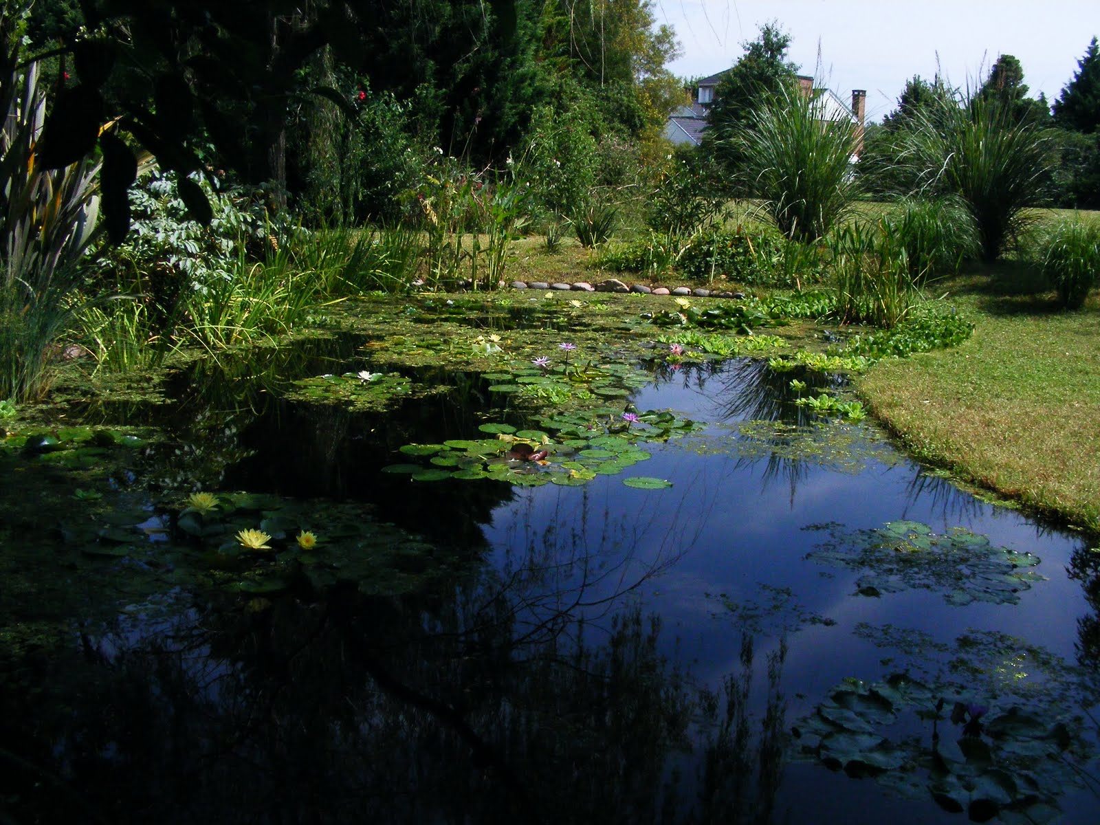 Jardines y Estanques: Un Estanque