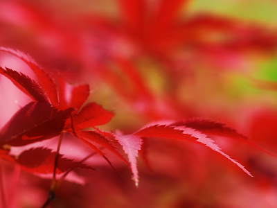 fish and why we need better pundits, muted red autumn wallpaper ...