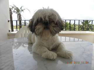 Catelusul Puf - Alintat catelusul Pufulica | Catelusul Puf | Cel mai ...