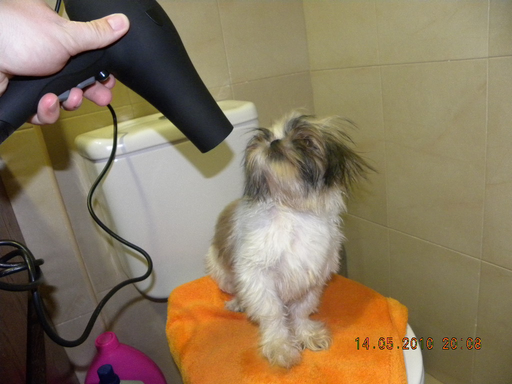 E cel mai dragut catel spalat si coafat | Catelusul Puf | Cel mai ...