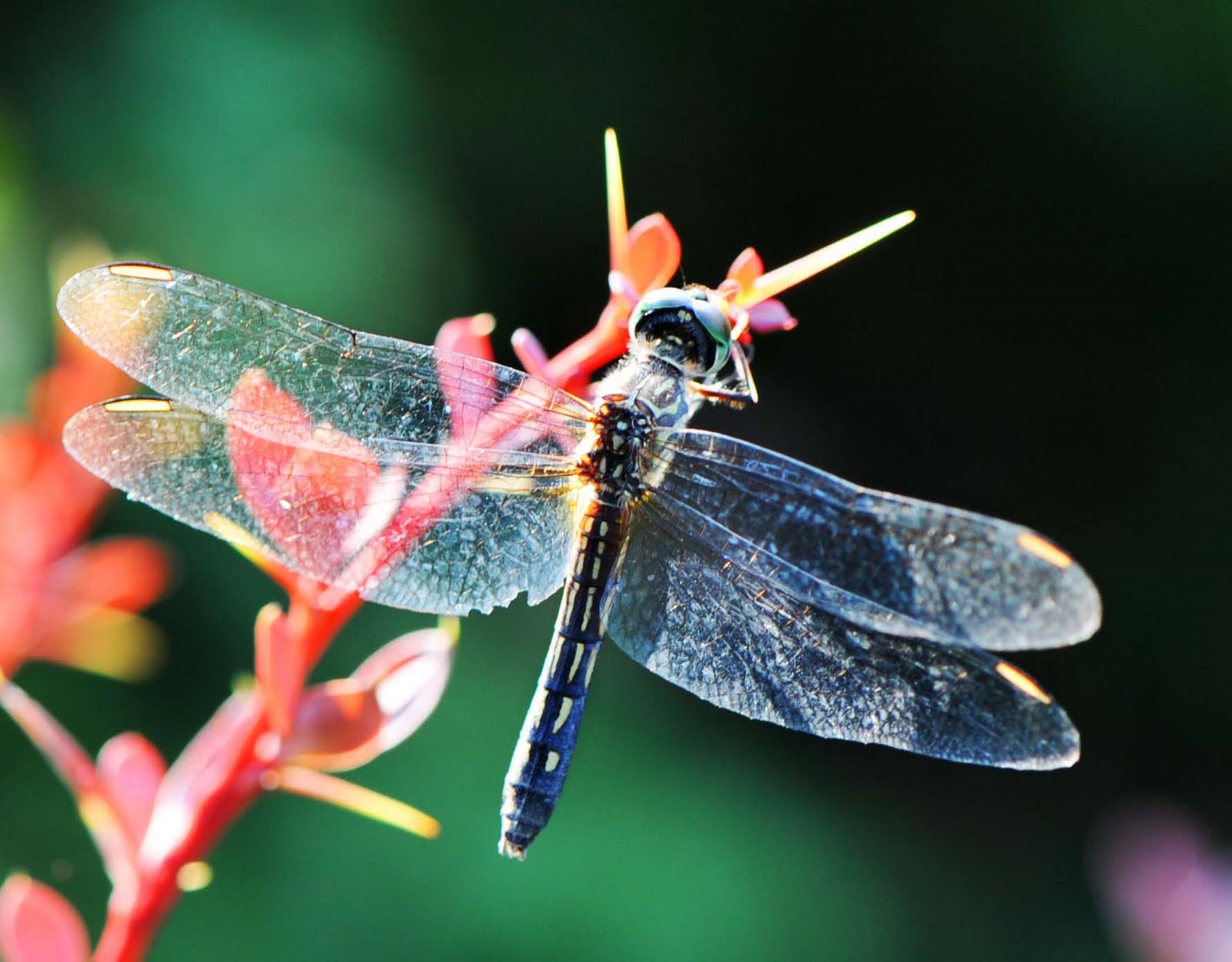 365 Gratitude: On gossamer wings