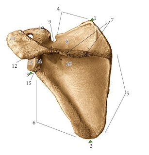One 4 Share: SCAPULA