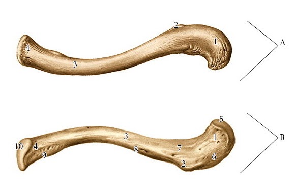 One 4 Share: ANATOMI CLAVICULA