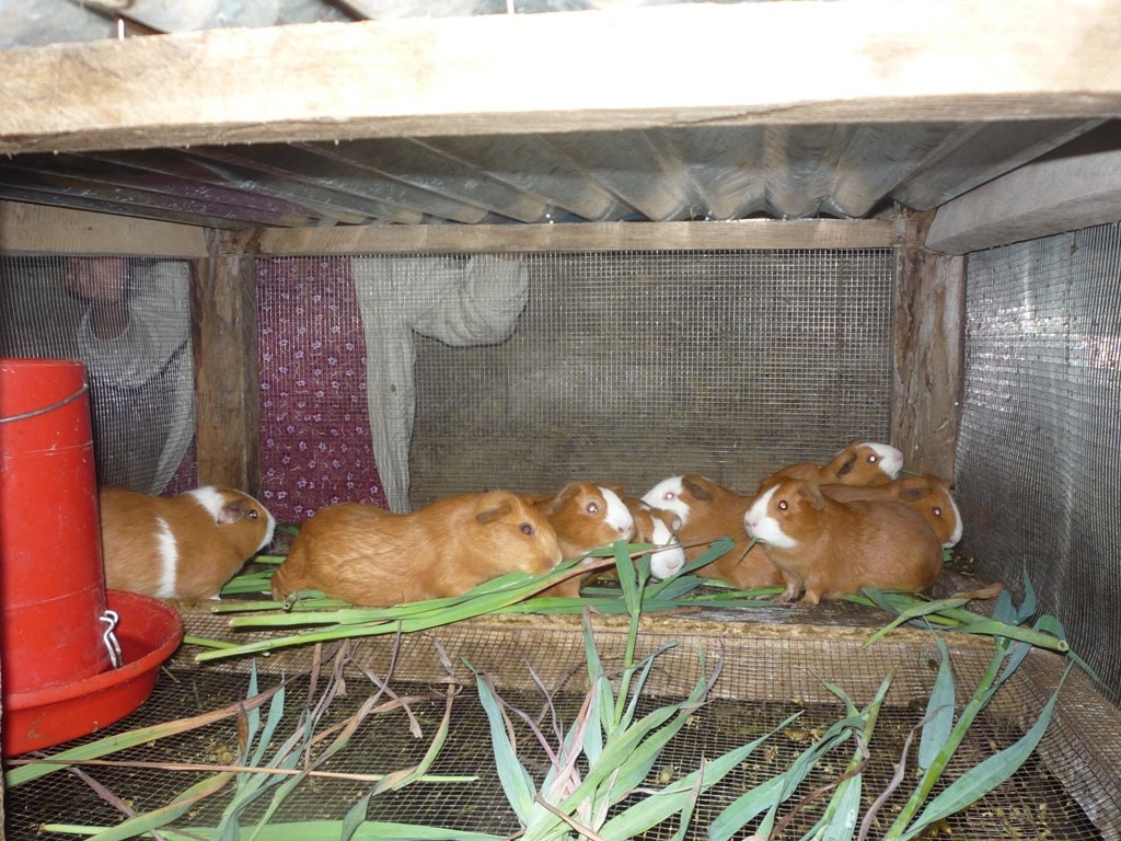 JUNTOS PIURA: BENEFICIARIAS DE JUNTOS PROMUEVEN MICROEMPRESA PARA CRIANZA DE CUYES