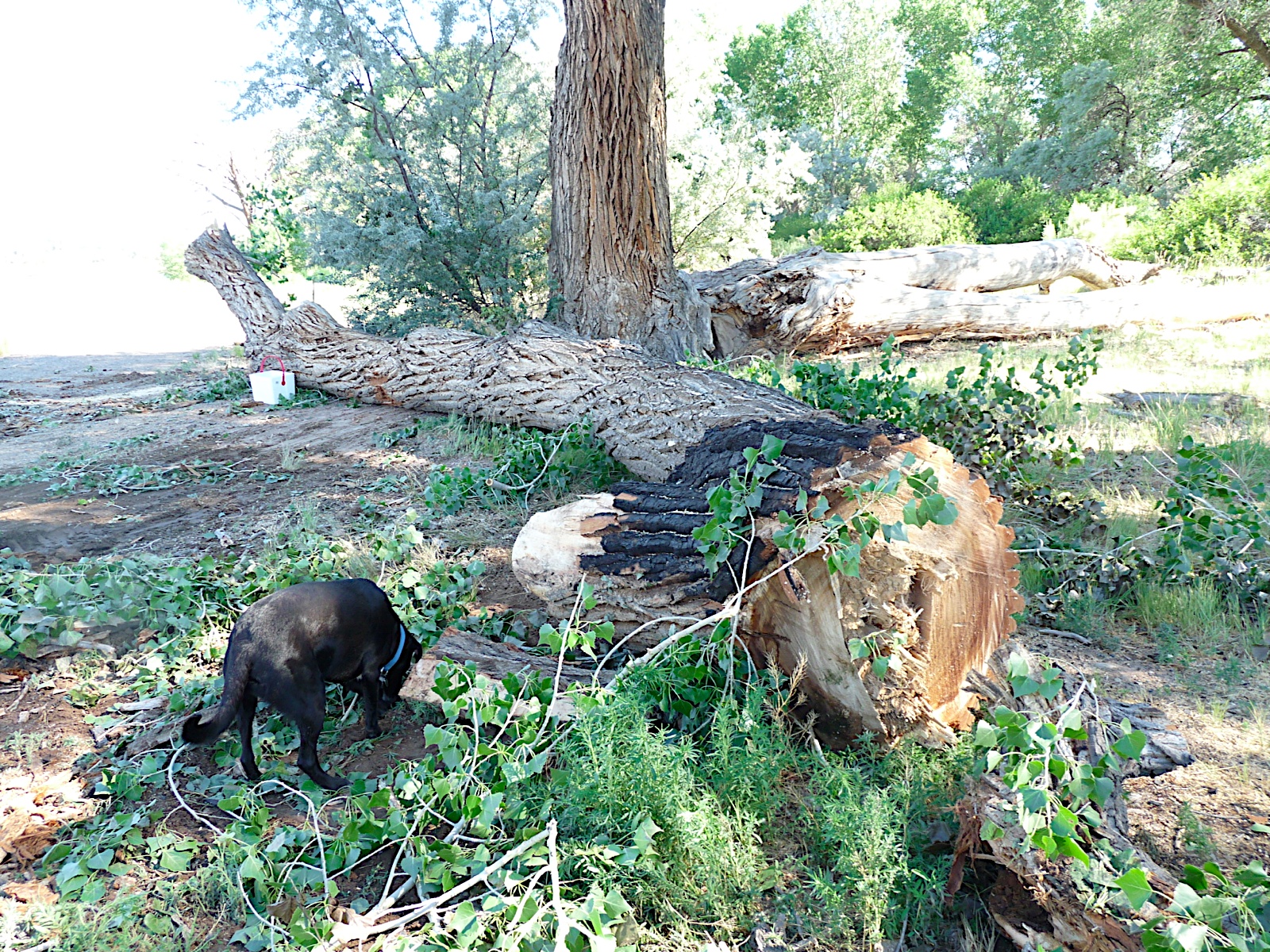 Here's to all about Fruita.: More on tree burning at Fruita City Park ...