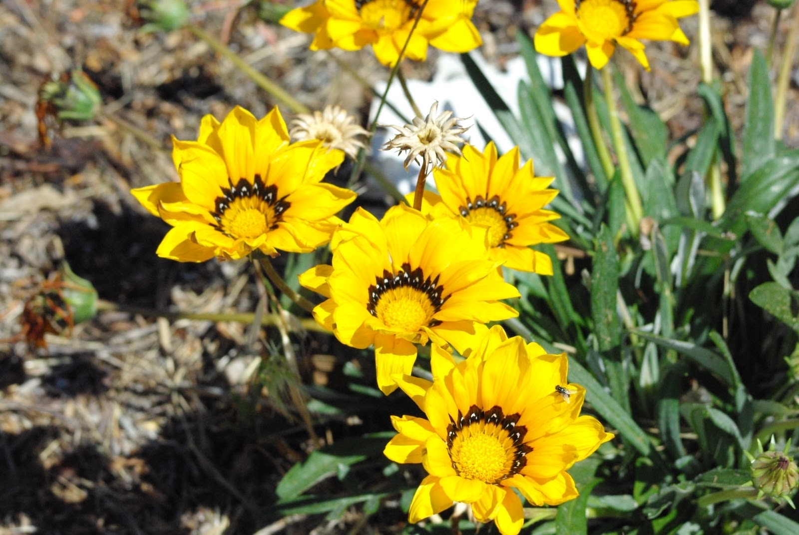 Me & Si Adventures: Spring Flowers in Western Australia