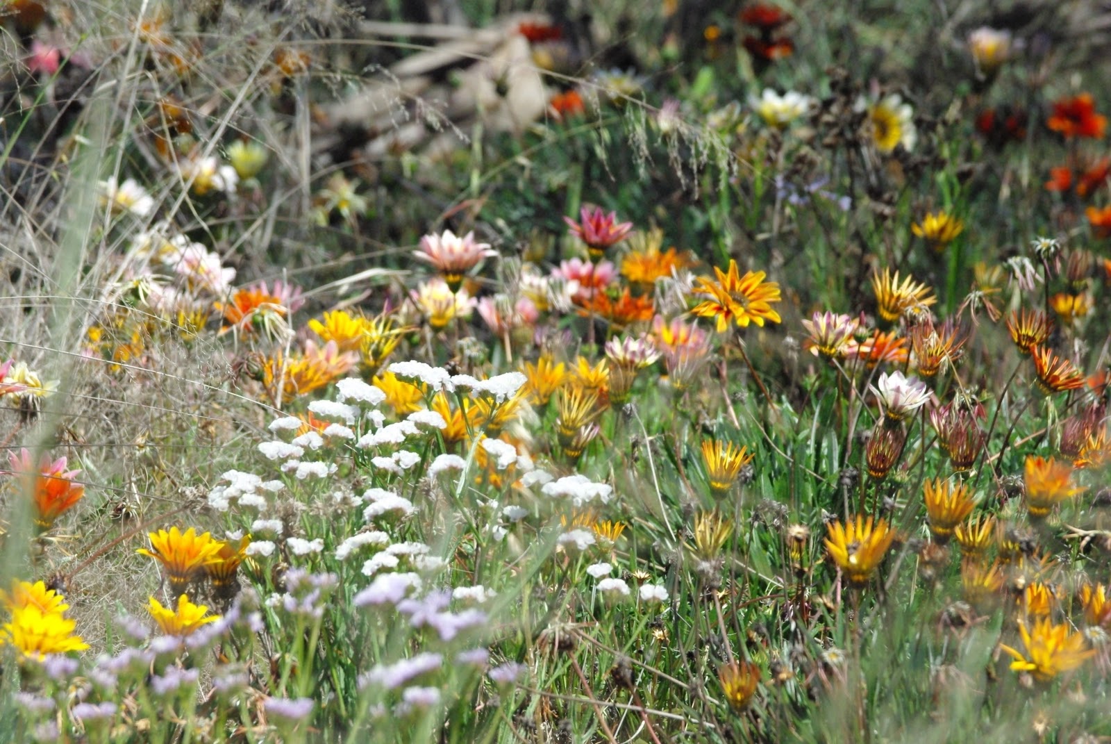 Me & Si Adventures: Spring Flowers in Western Australia