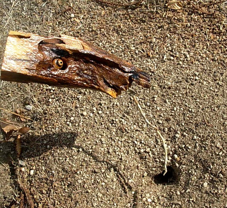 Madeira viva: Papa-formigas (2009) Myrmecophagidae