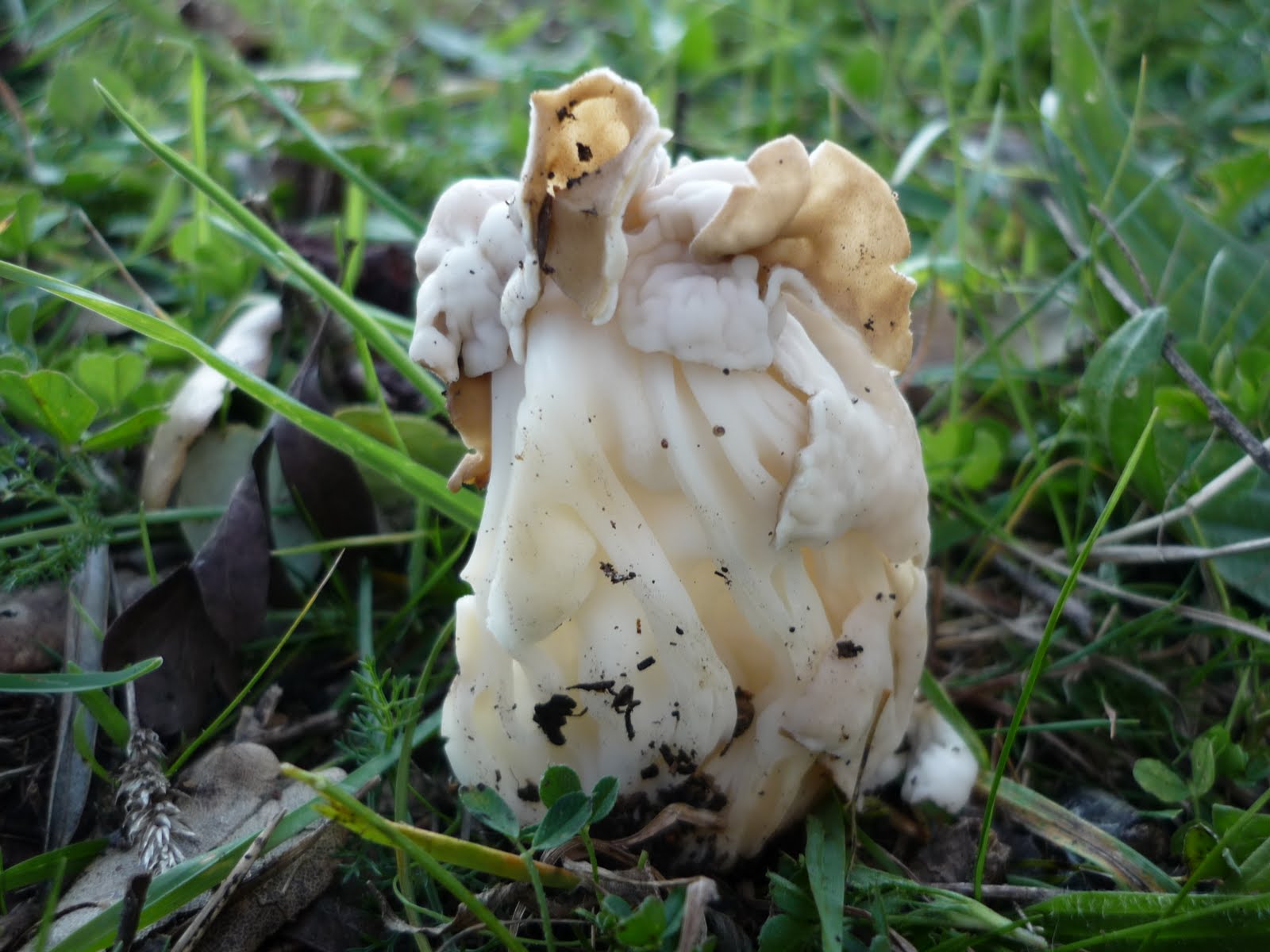 El temps a Palamós: Helvella crispa