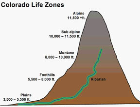 Fourth Grade Fun!: Introduction to Colorado Life Zones
