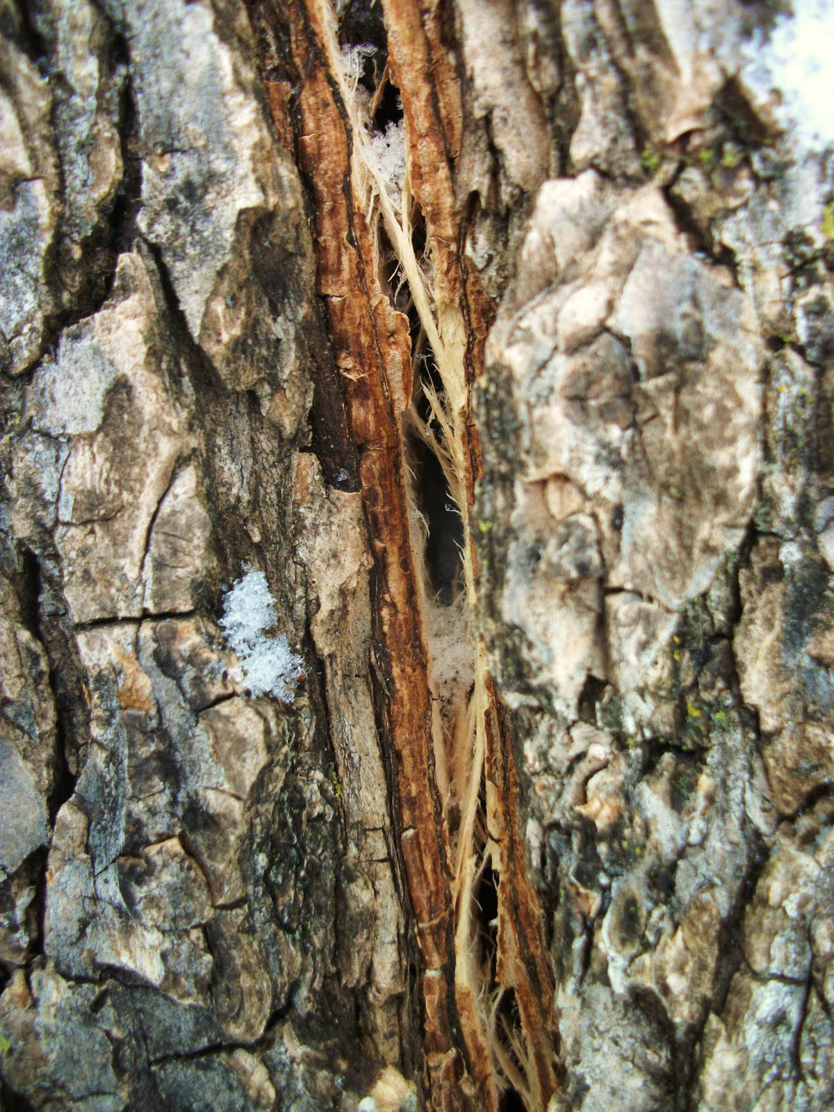 Unstuffed: The Tree Year: Bark Life Part II