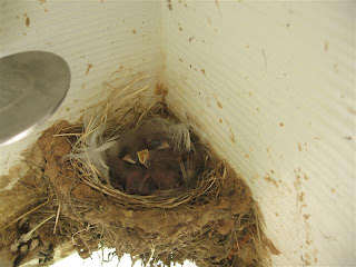 RUINED FOR THE ORDINARY: Mud Wren Babies