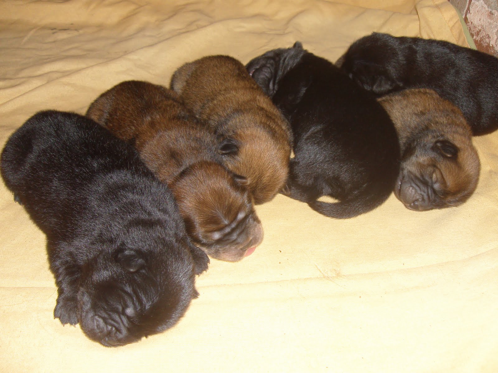 Perros chau chau bebés - Imagui