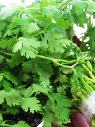 Tips dan Trik dengan Resep Herbal: Manfaat Daun Sop ( Daun Seledri )