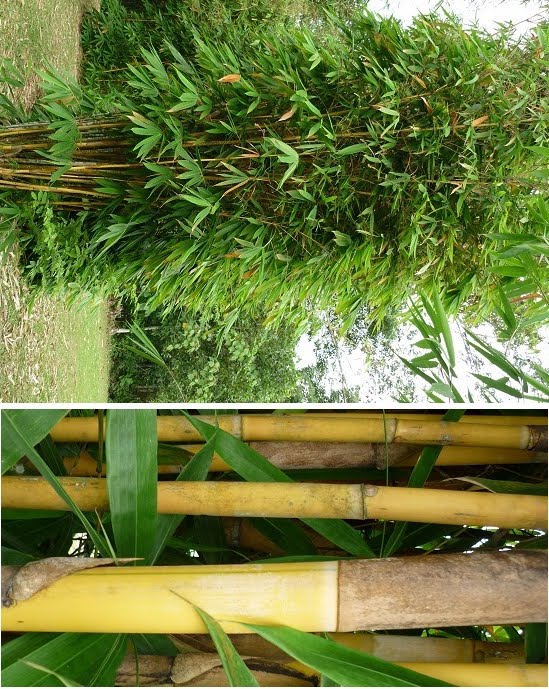 PEMBEKAL RUMPUT MALAYSIA: LANDSKAP DENGAN POKOK BULUH