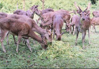 Maz Deden Blog: Aktifitas Harian Rusa Jawa (Cervus timorensis) yang ...