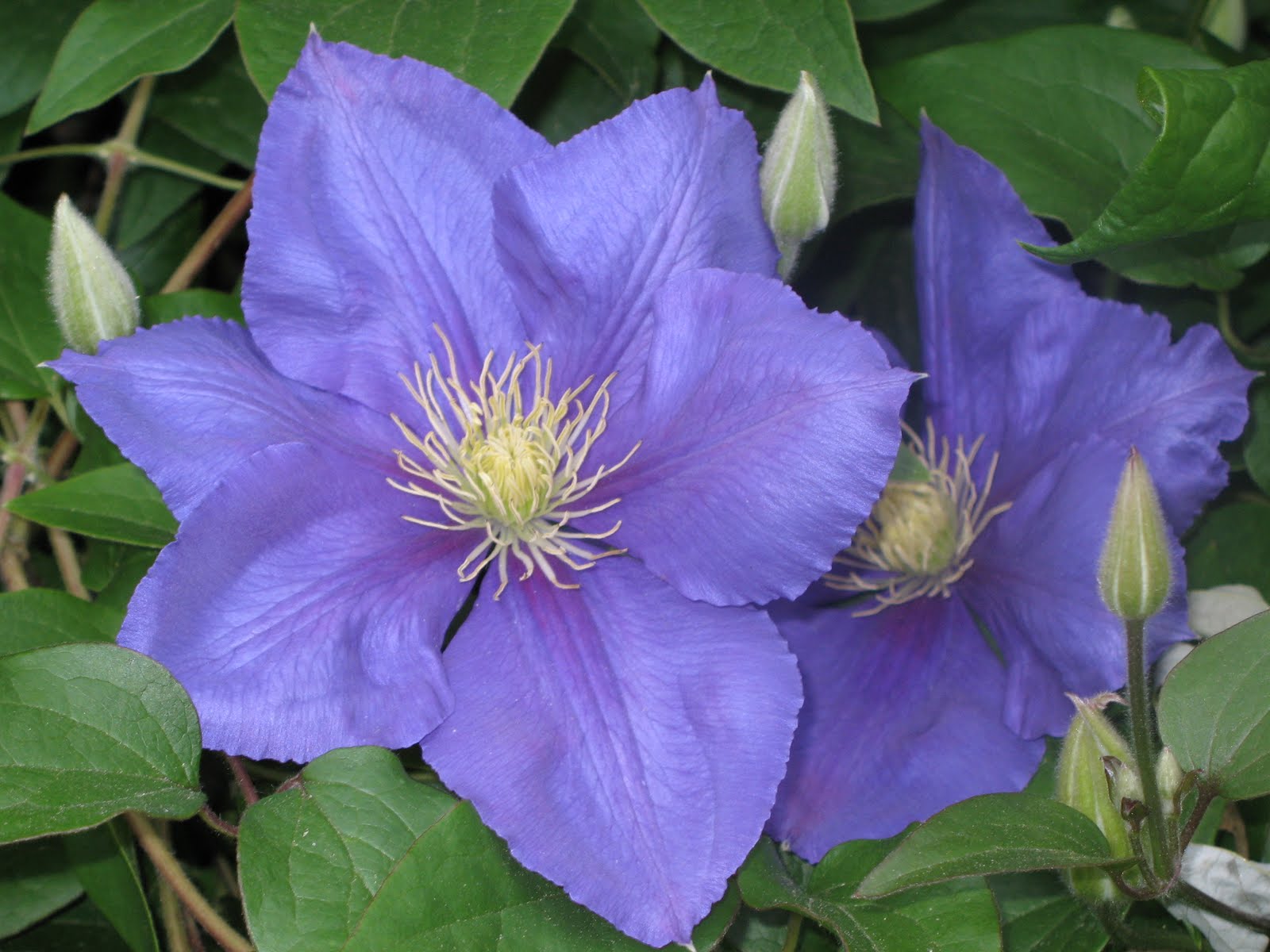 Timeless Style Design: In Praise of Clematis