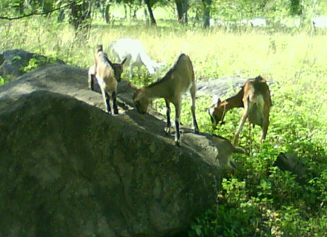ASOCAPRICA: cria de cabros
