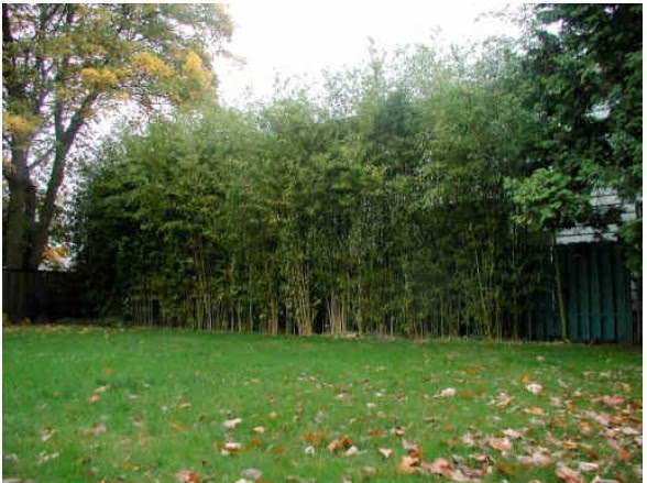 Bamboo Hedges for Privacy: Bamboo Hedges, Fences and Living walls