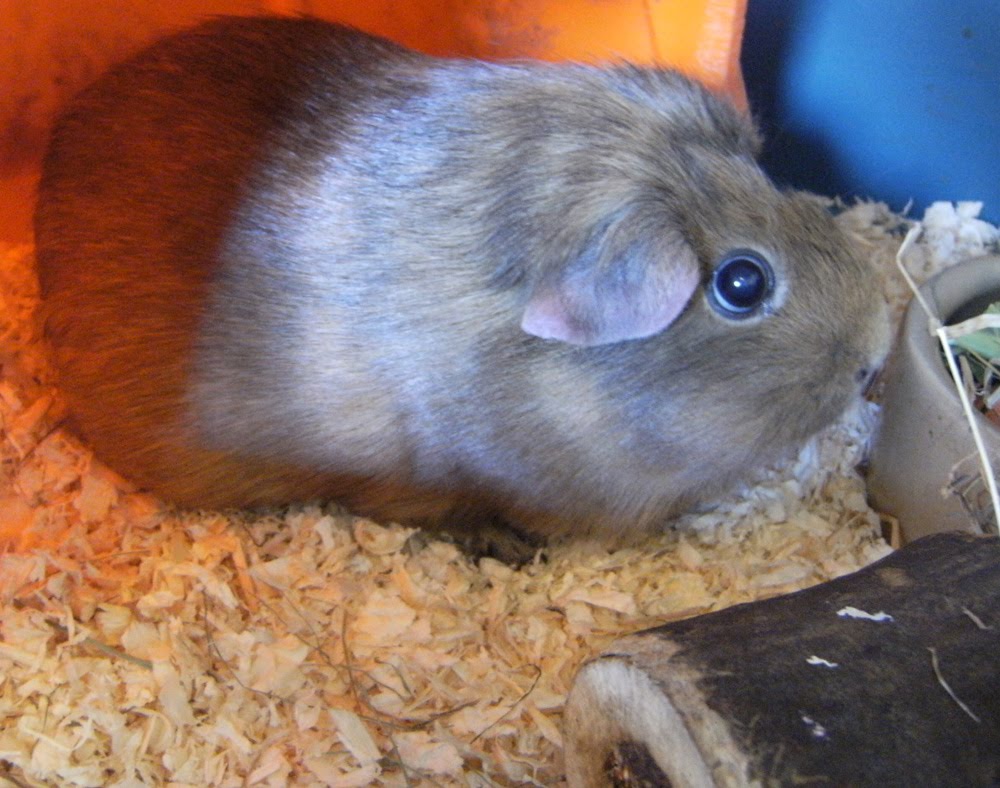 Lizzie Made: Sad News...