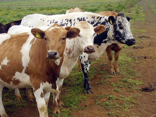 Norse and Viking Ramblings: Volcanic Cows