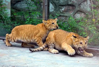 Meet the Ligers - Lion-Tiger Hybrid | Amazing Animal Adventures