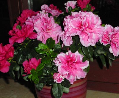 Despre infertilitate si nu numai: AZALEEA