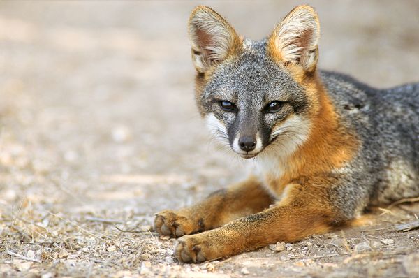 thepurplepolkadottedyellowbellylizards: Pictures: "Rarest of the Rare ...