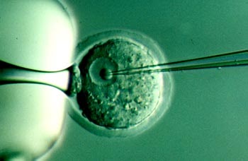 Introducción a la clonación - Info Clonaciones