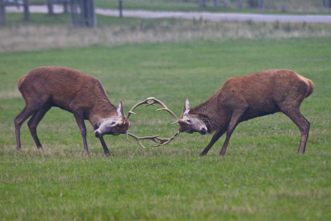 As I See It - David K Hardman Photography: Scenes from the rut