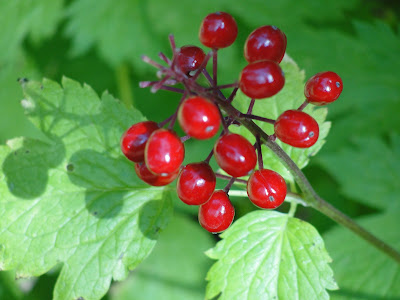 Janie and Steve, Utah Trails: Very Berry
