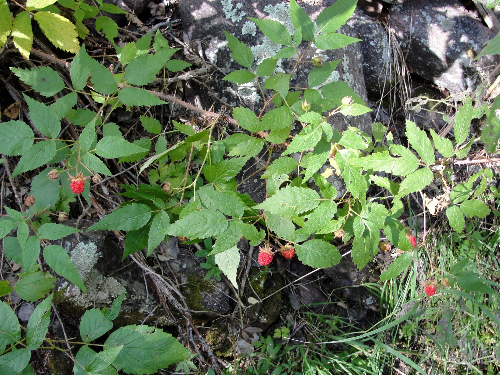 Janie and Steve, Utah Trails: Very Berry