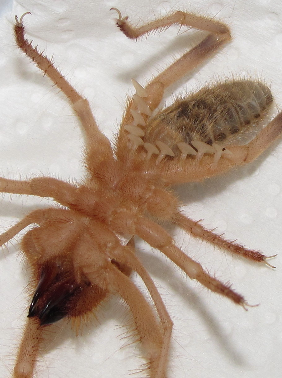 Bug Eric: Desert Demon, the Solifuge