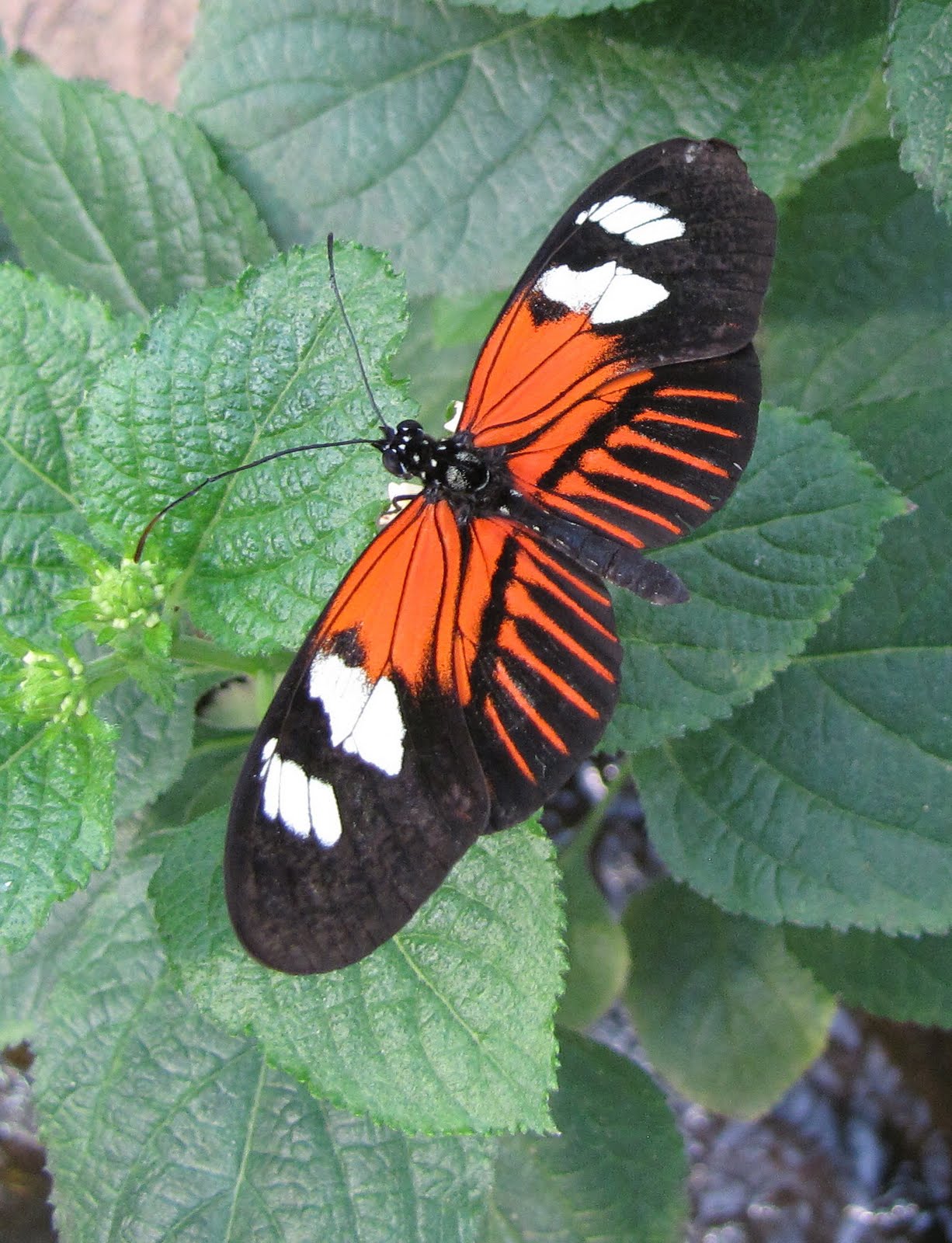 1000+ images about Butterflies - Longwing (Heliconius) Doris, Mexican ...
