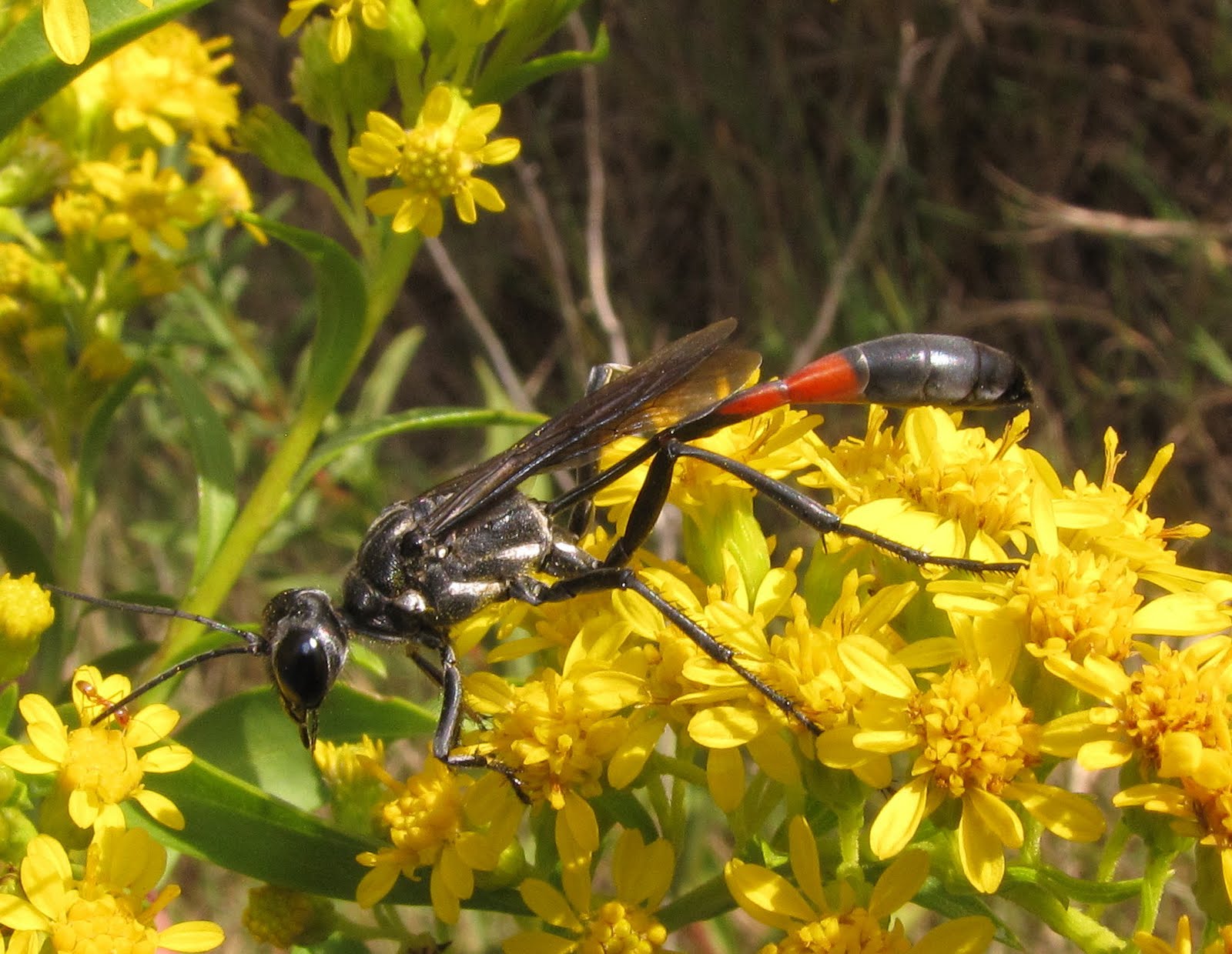 Bug Eric: Wasp Wednesday: Ammophila procera
