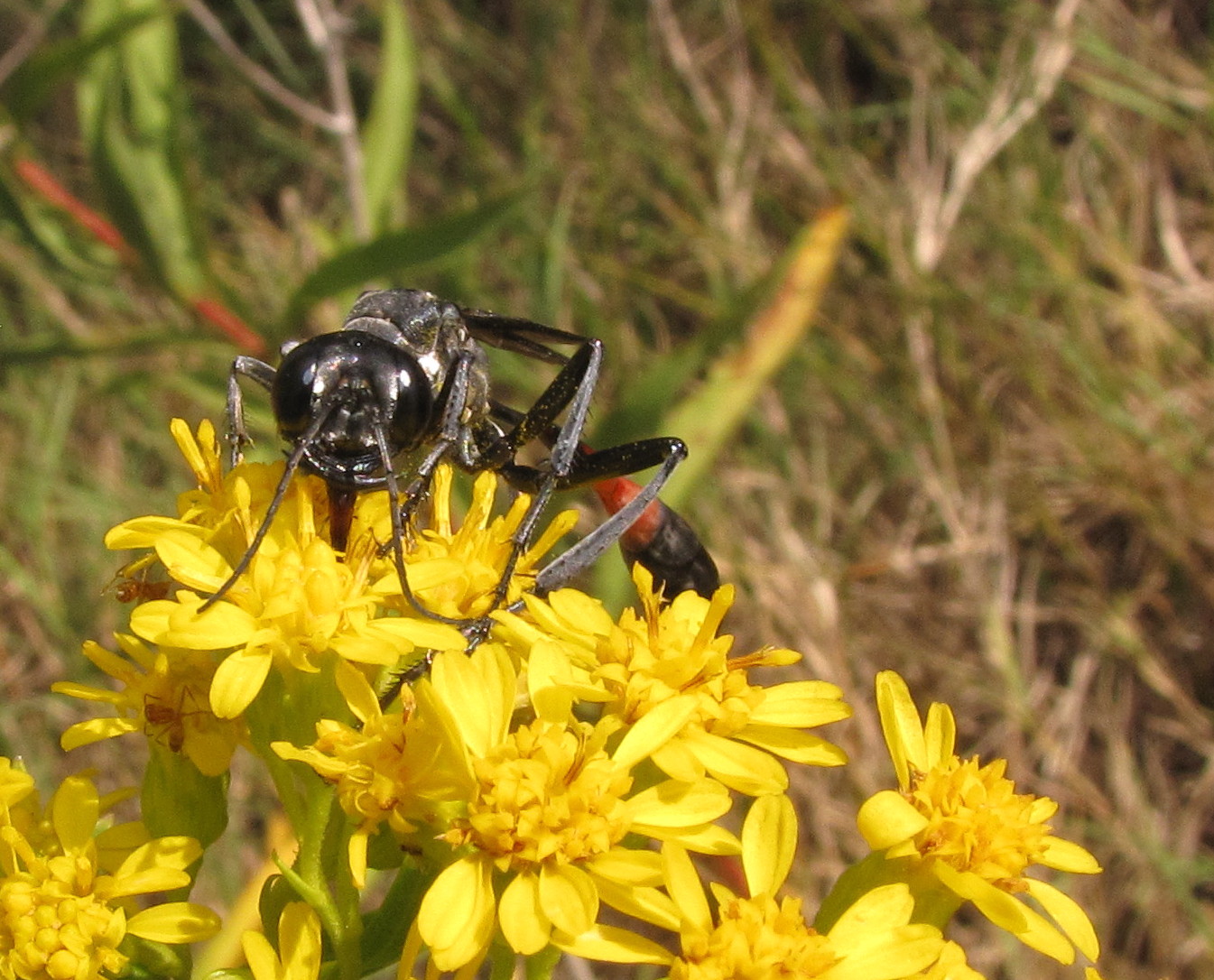 Bug Eric: Wasp Wednesday: Ammophila procera
