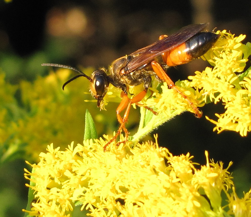 Bug Eric: Wasp Wednesday: Great Golden Digger