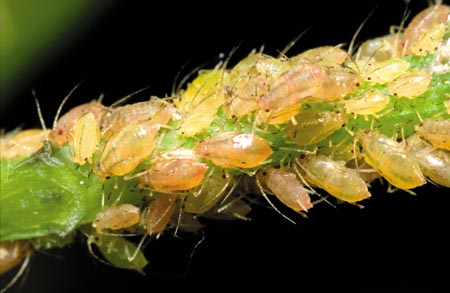 Bem-vindo ao Mundo de Animais: Pulgão