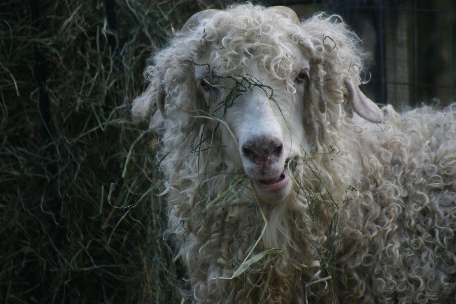 phyllis`s view: Angora Goats Sheared