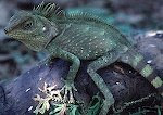 Encyclopedia of Lizard: Family Dibamidae (Blind Lizards)