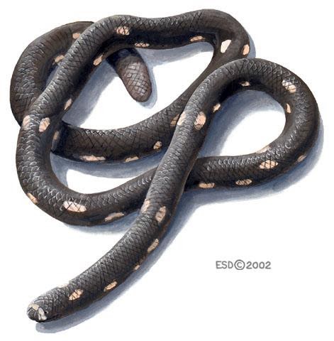 Dwarf Pipe Snakes