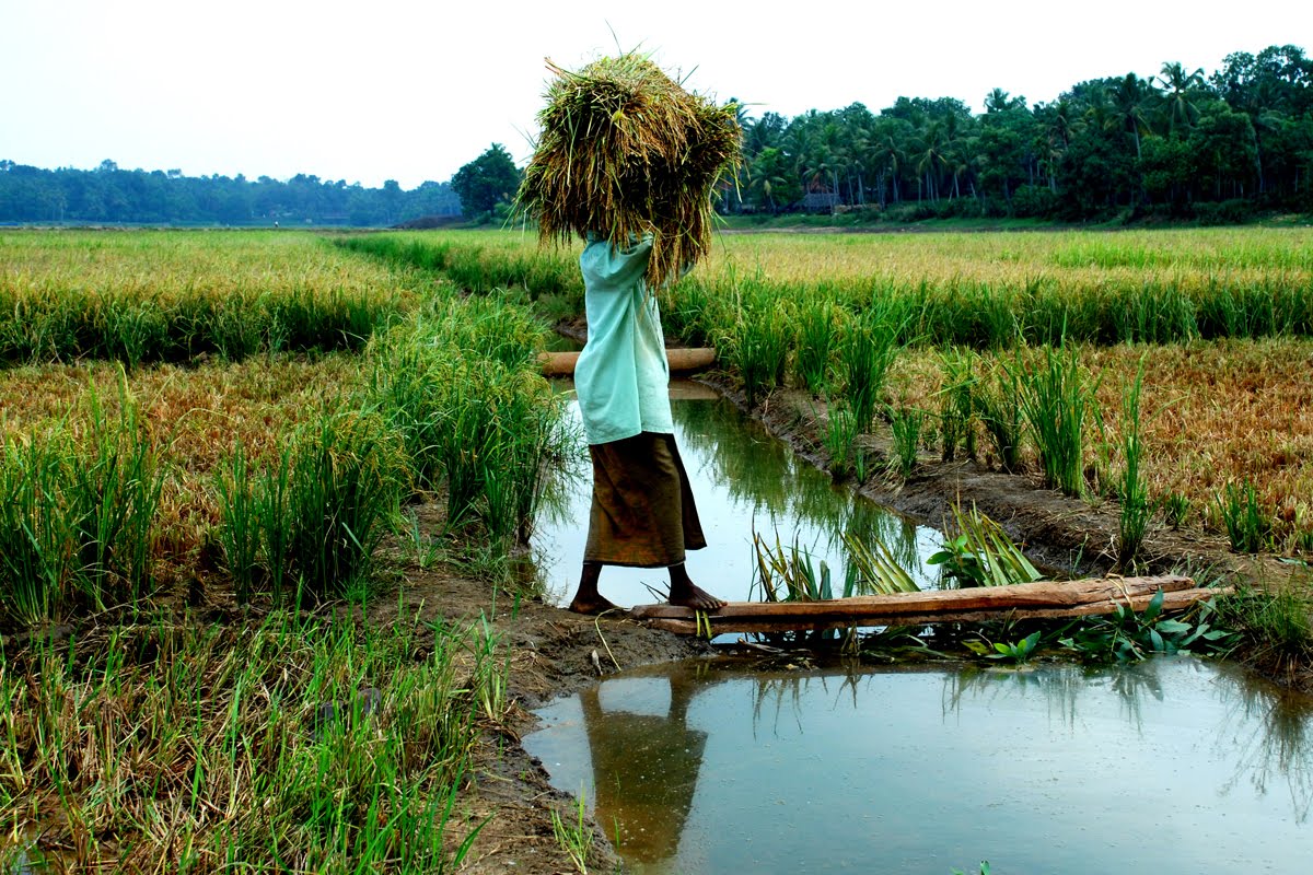 pavumba പാവുമ്പ: Pavumba Image Gallery