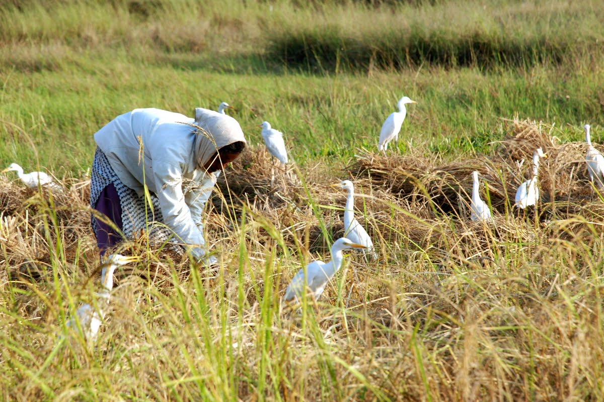 pavumba പാവുമ്പ: Pavumba Image Gallery