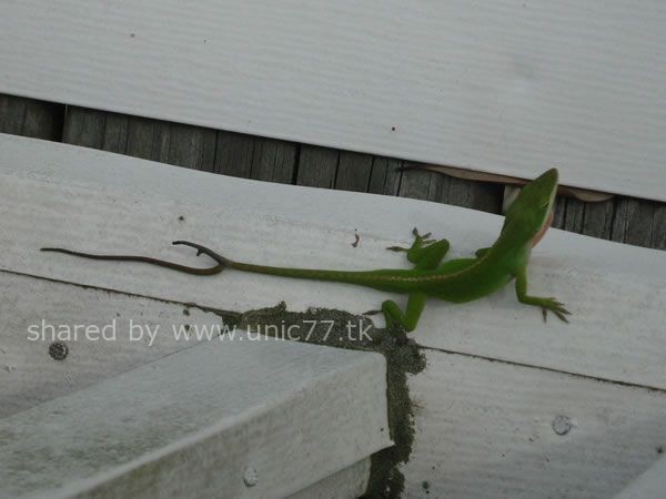 hewan-hewan mutan disini gan! Unik-unik banget | T4 Ku