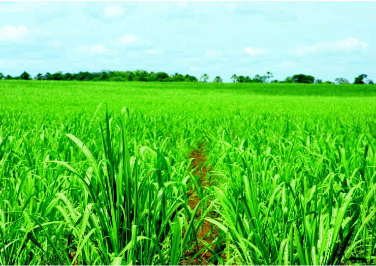 Poesia do meu jeito: Canavial