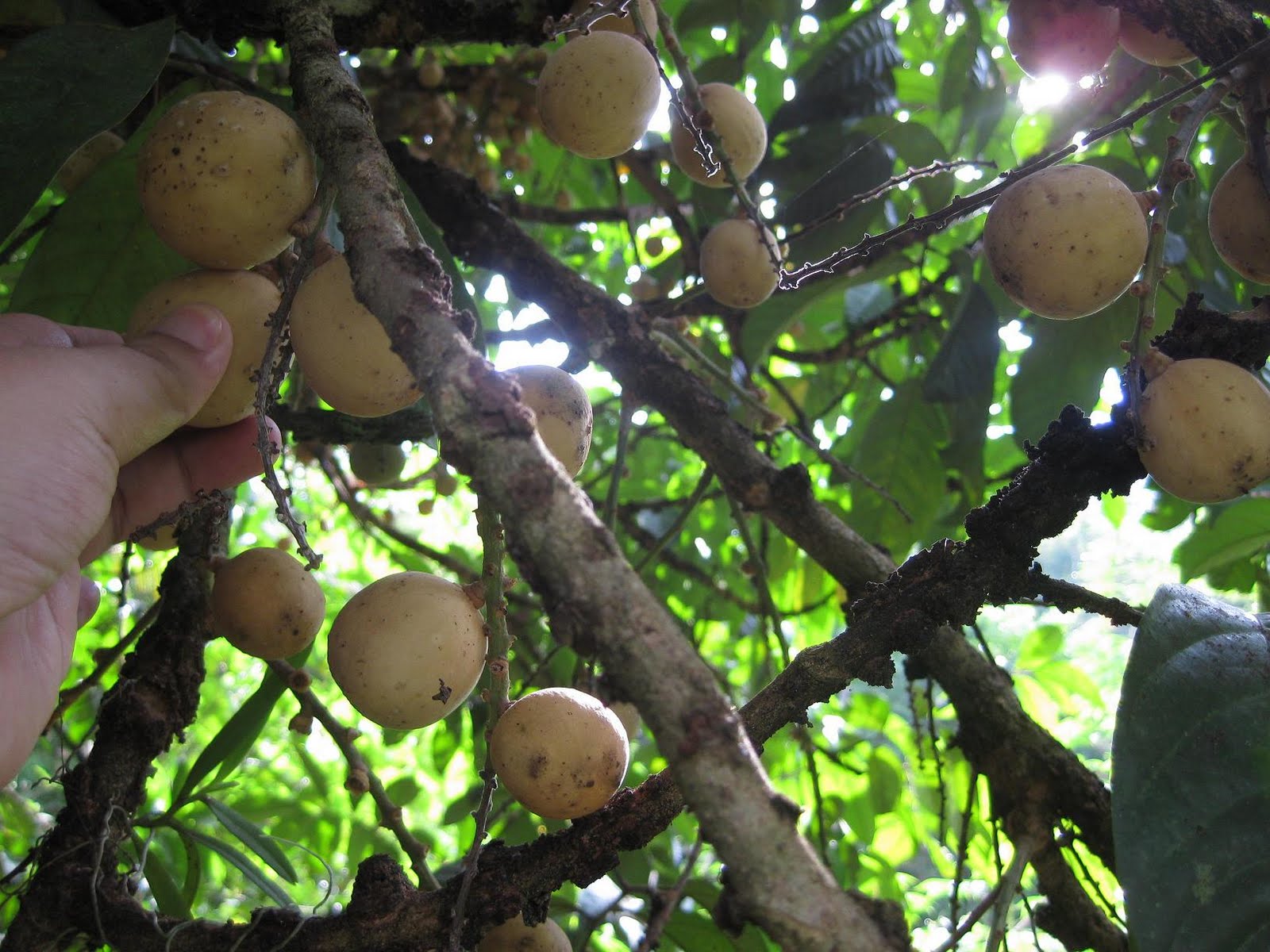 MUSIM BUAH DI KAMPUNG.. - Tips Resep Cara Membuat