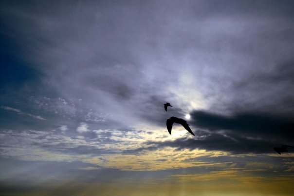 Definition Redefined: Birds Fly High