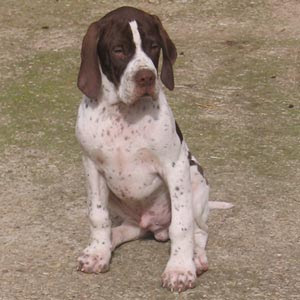 RAZAS DE PERROS: Pointer Ingles