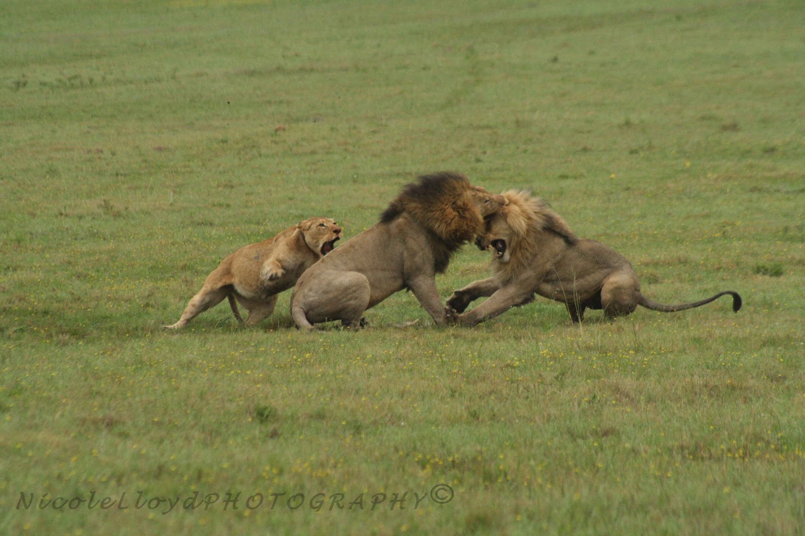Nicoles Wildlife: A FIGHT BETWEEN 2 MALE LIONS